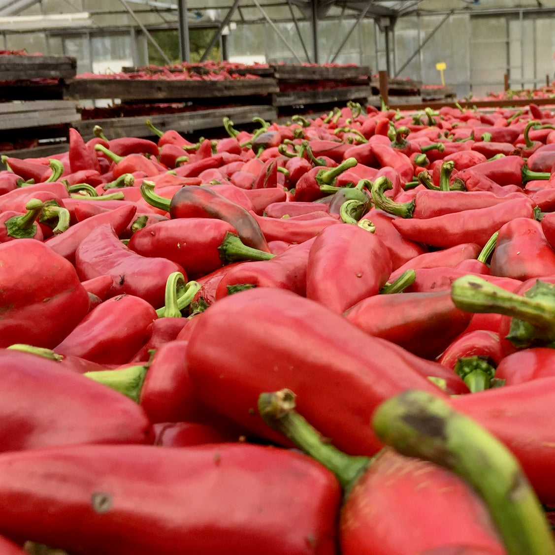 Espelette Recipes – La Boîte