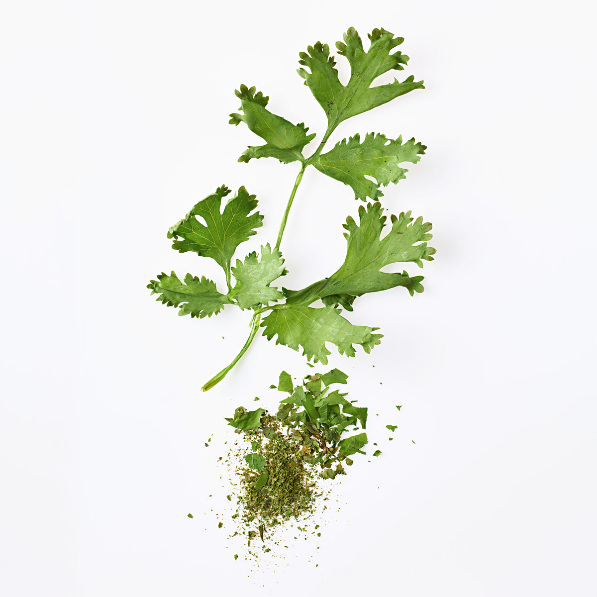 Cilantro