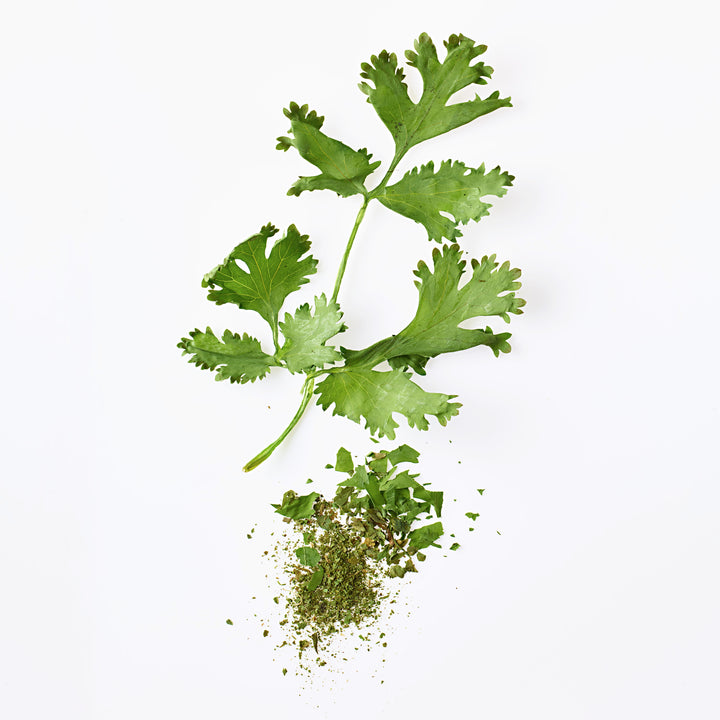 Cilantro