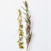 Rosemary